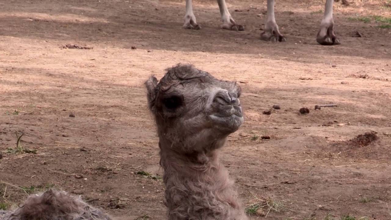 Camello bebé da sus primeros pasos - YouTube