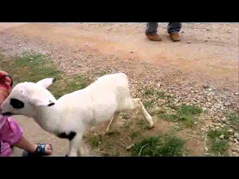 komik video tatlı bela ırmak 2