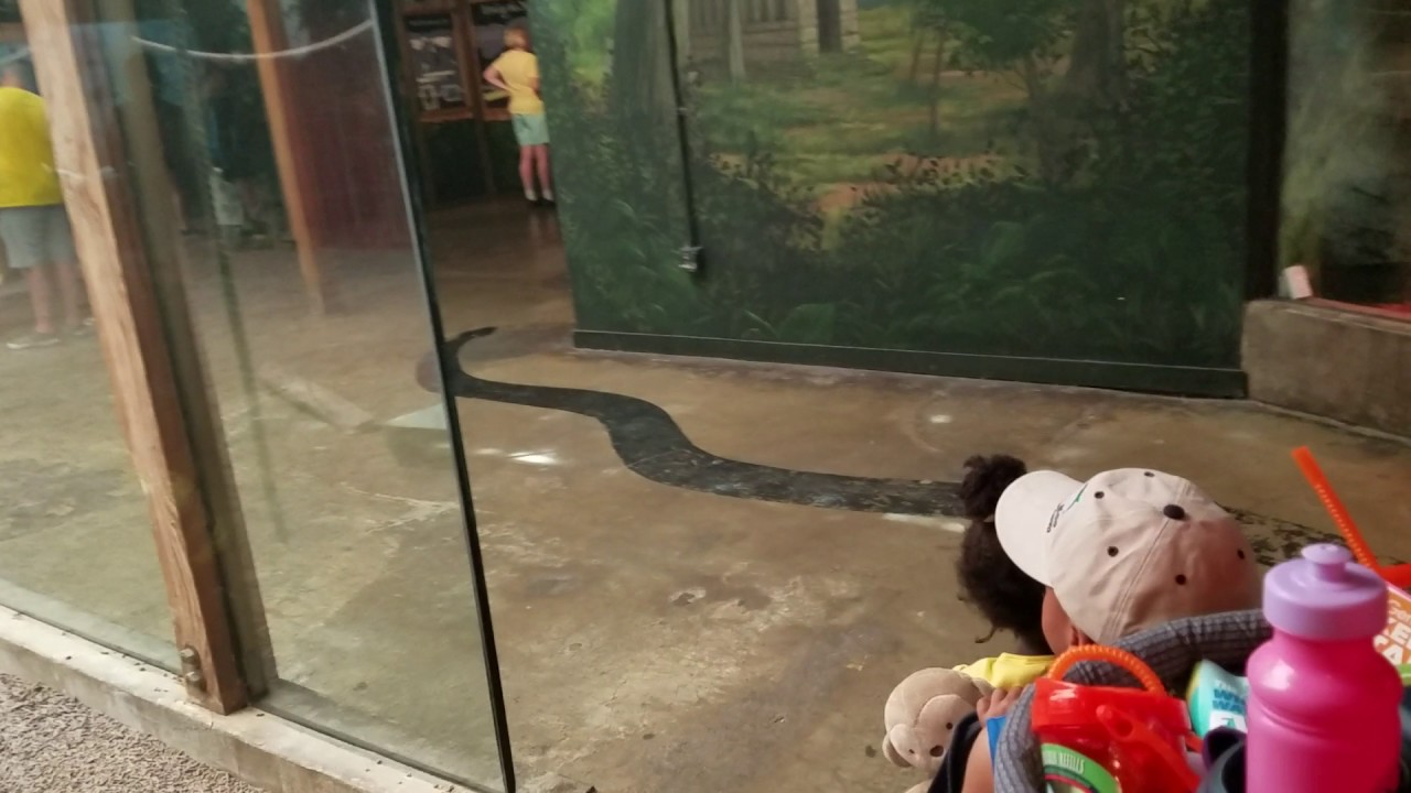 COLUMBUS ZOO LIZARDS AND SNAKE - YouTube
