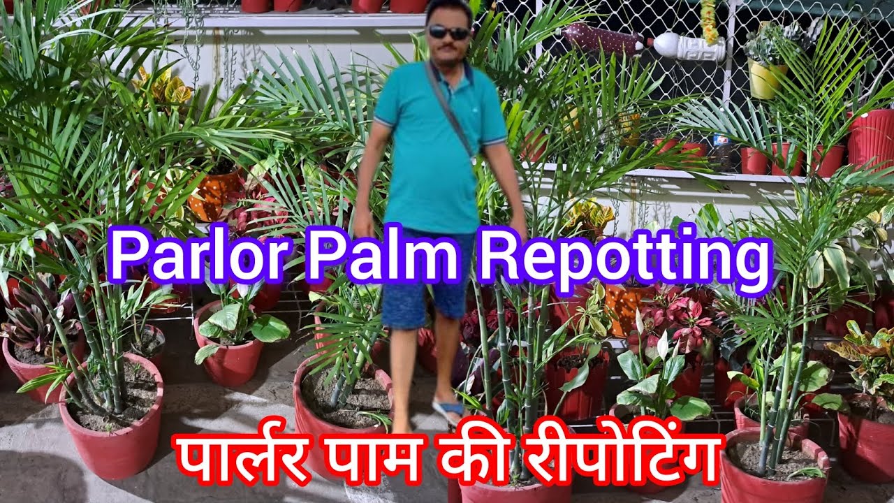 पार्लर पाम की रीपोटिंग के आसान टिप्स । Easy Tips For Parlor Palm ...