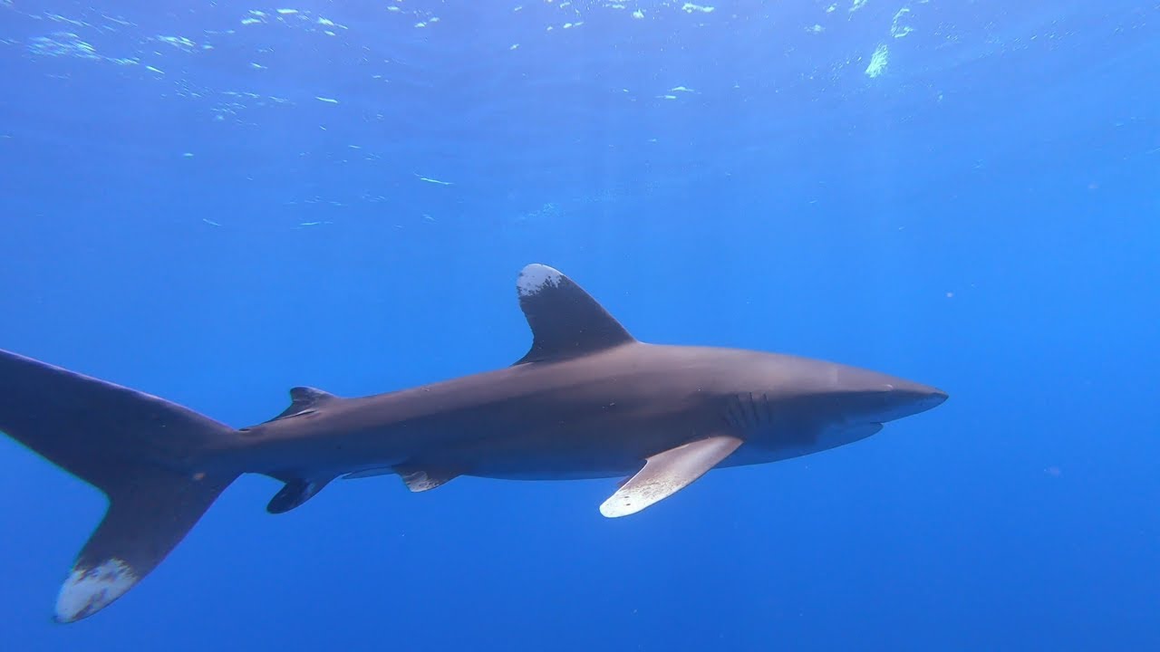 Busseig a la Ruta Sud del Mar Roig en 2023. Daedalus Reef. Part 2 - YouTube