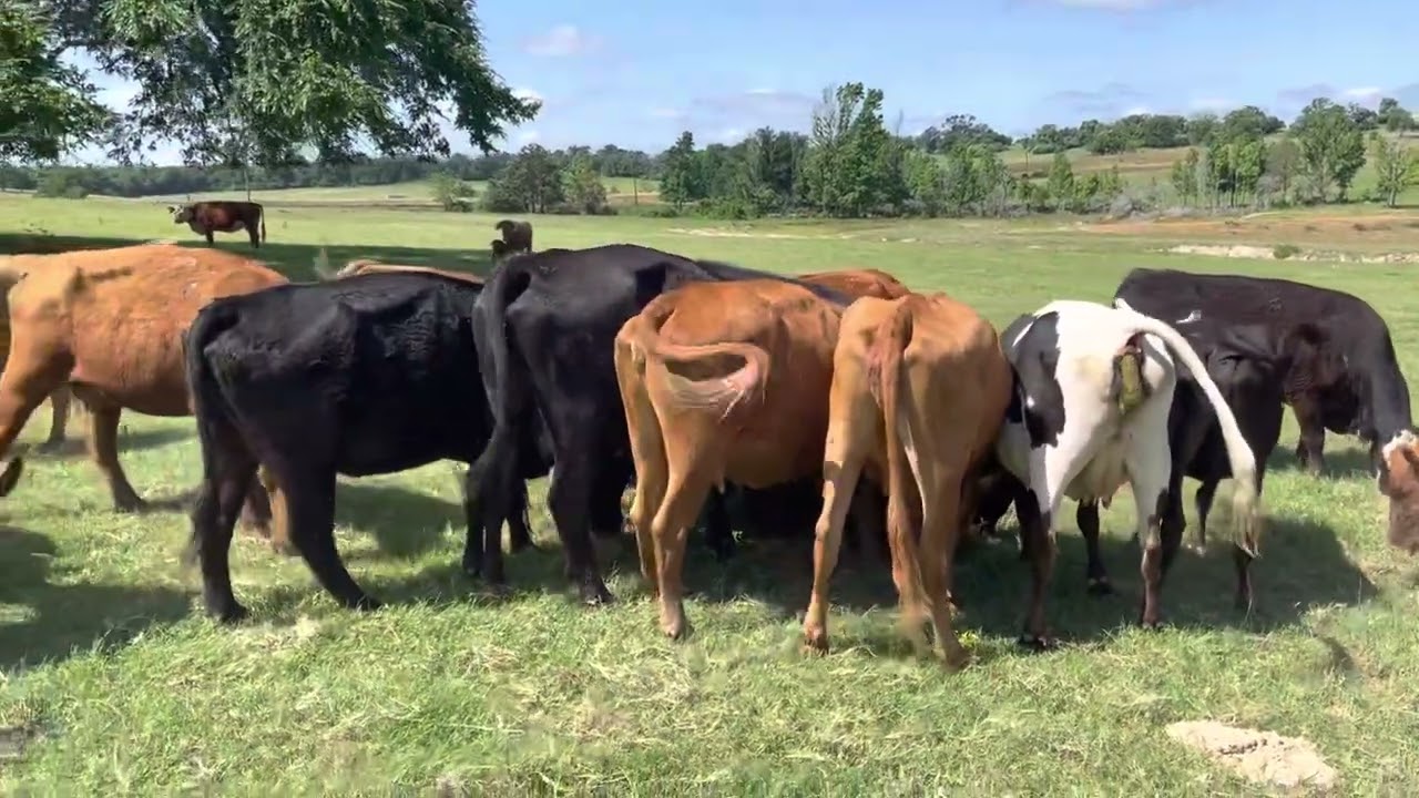 80 plus Hd of these heavy bred middle age cattle. 950 each. Take any ...