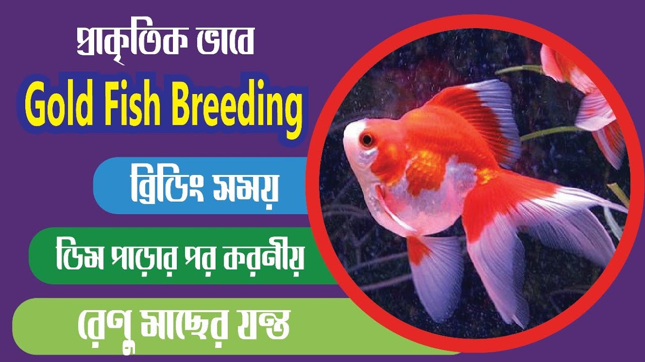 Gold Fish Breeding Naturally, Eaey Step by Step, Ornamental Fish ...