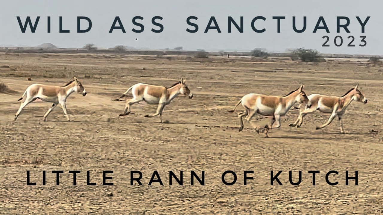 Little Rann of Kutch | The Only Wild Ass Wildlife Sanctuary | Indian ...