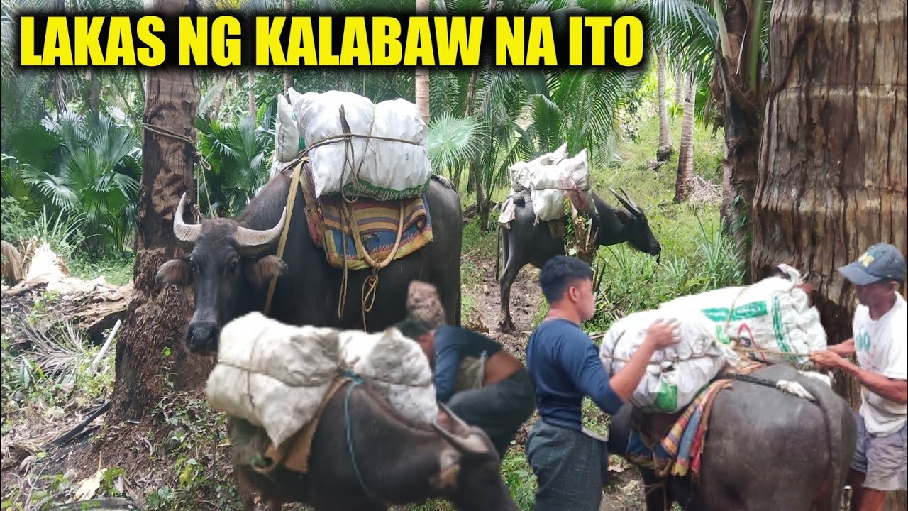 ANG TIBAY NG KALABAW NA ITO (maliit pero malakas) - YouTube