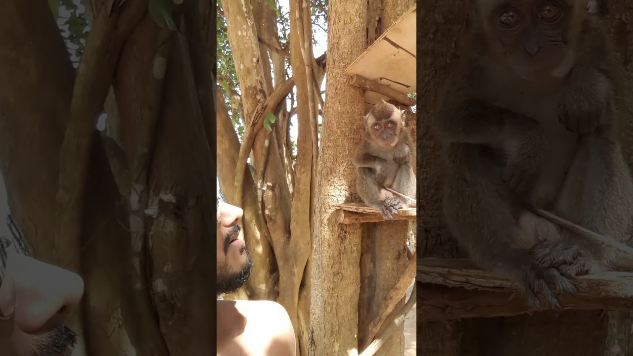 smallest monkey on earth /rare species of philipino monkey - YouTube