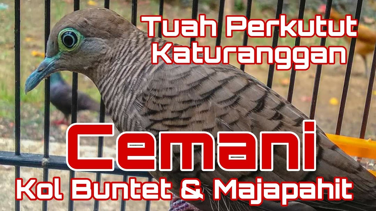 Perkutut Cemani Kol buntet & Perkutut Cemani Majapahit - YouTube