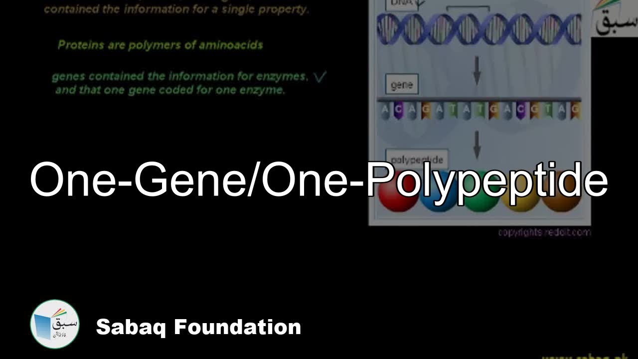 One-Gene/One-Polypeptide, Biology Lecture | Sabaq.pk - YouTube