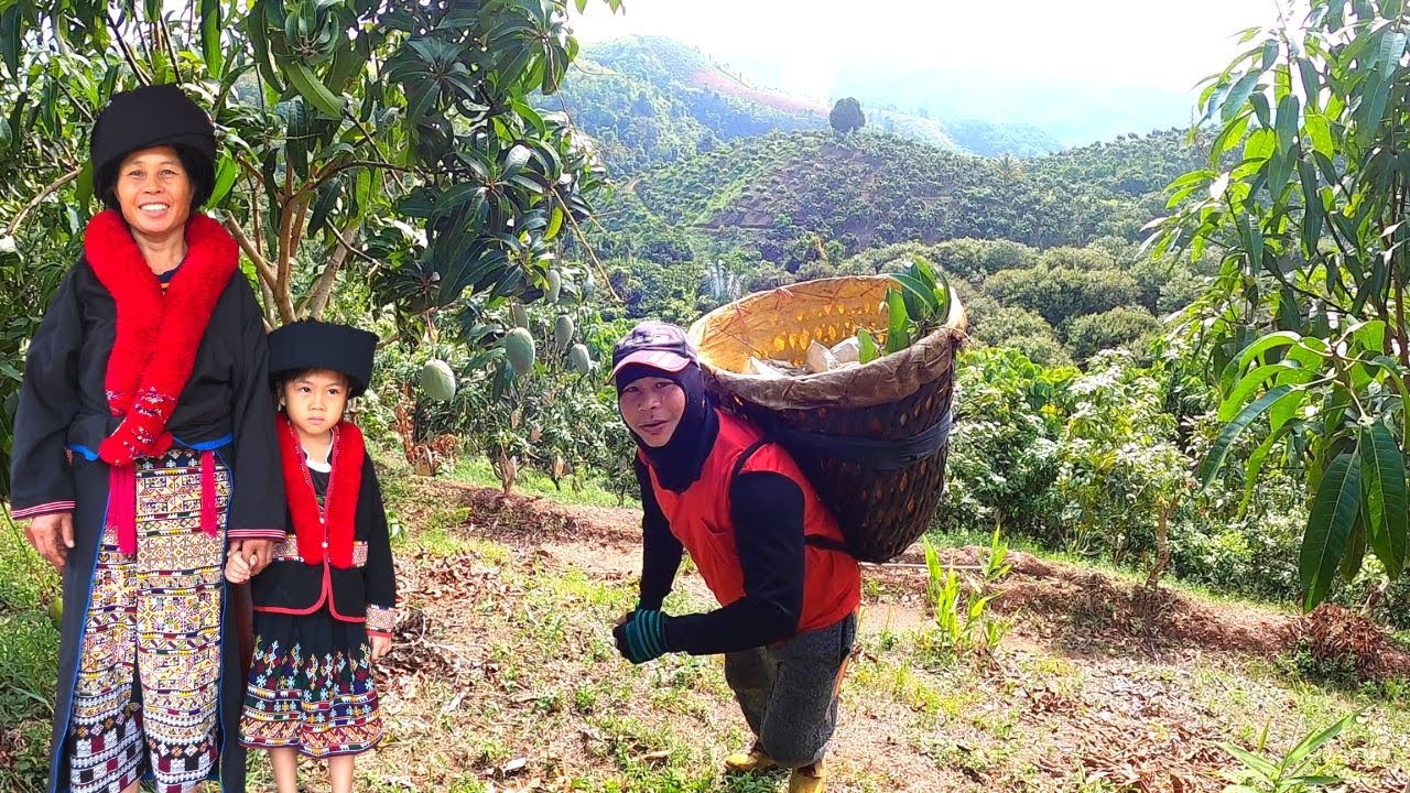 Iu Mien Thailand - Time To Harvest Mango Fruit - YouTube