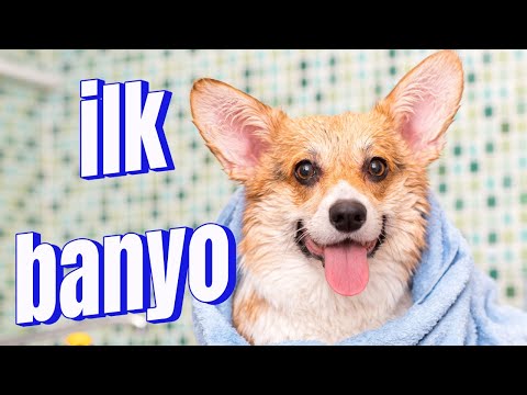 Yavru Köpeğimi Ne Zaman Yıkayabilirim? Yavru Köpek Nasıl Yıkanır? Aşıları Bitmeden Köpek Yıkama