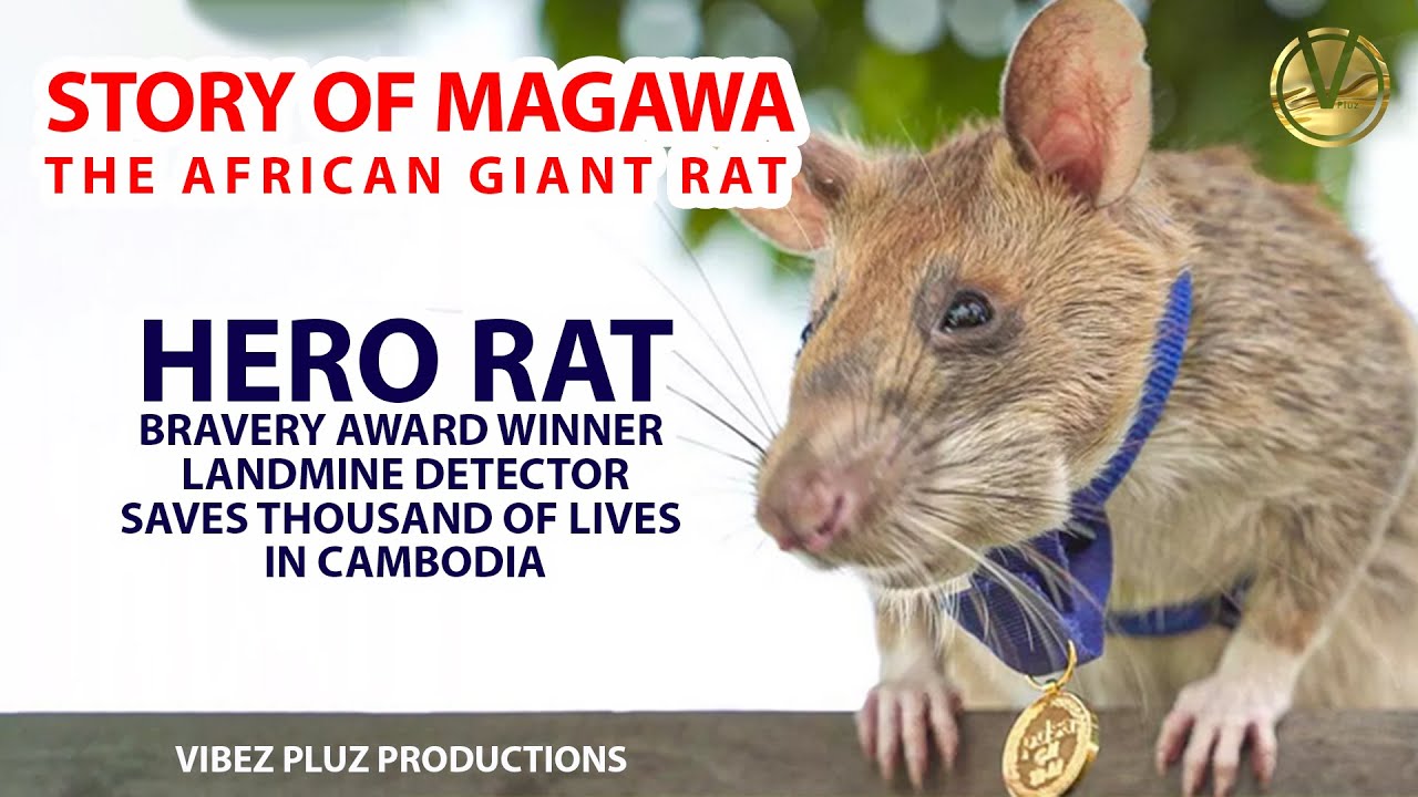 African giant, Magawa, bags gold medal in Cambodia || LANDMINE DETECTOR ...