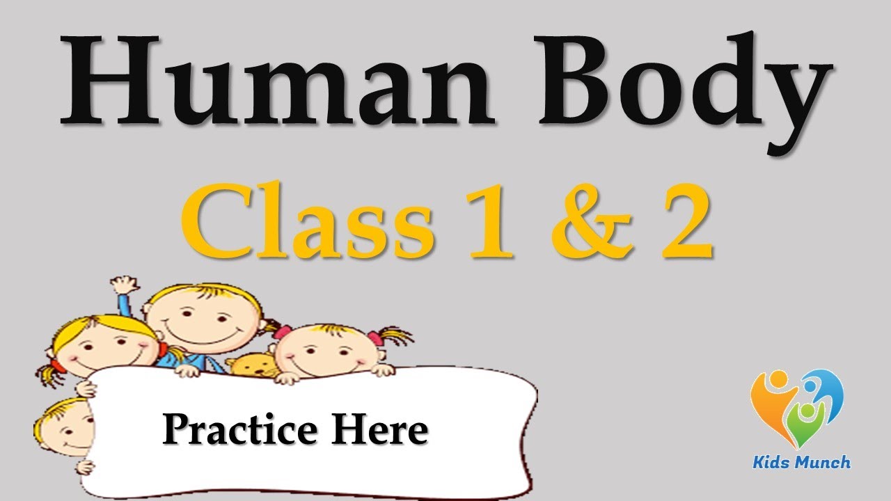 Human Body Quiz Human Body Quiz For Class 1 2 And 3 MCQ Based On human-body-quiz-human-body-quiz-for-class-1-2-and-3-mcq-based-on