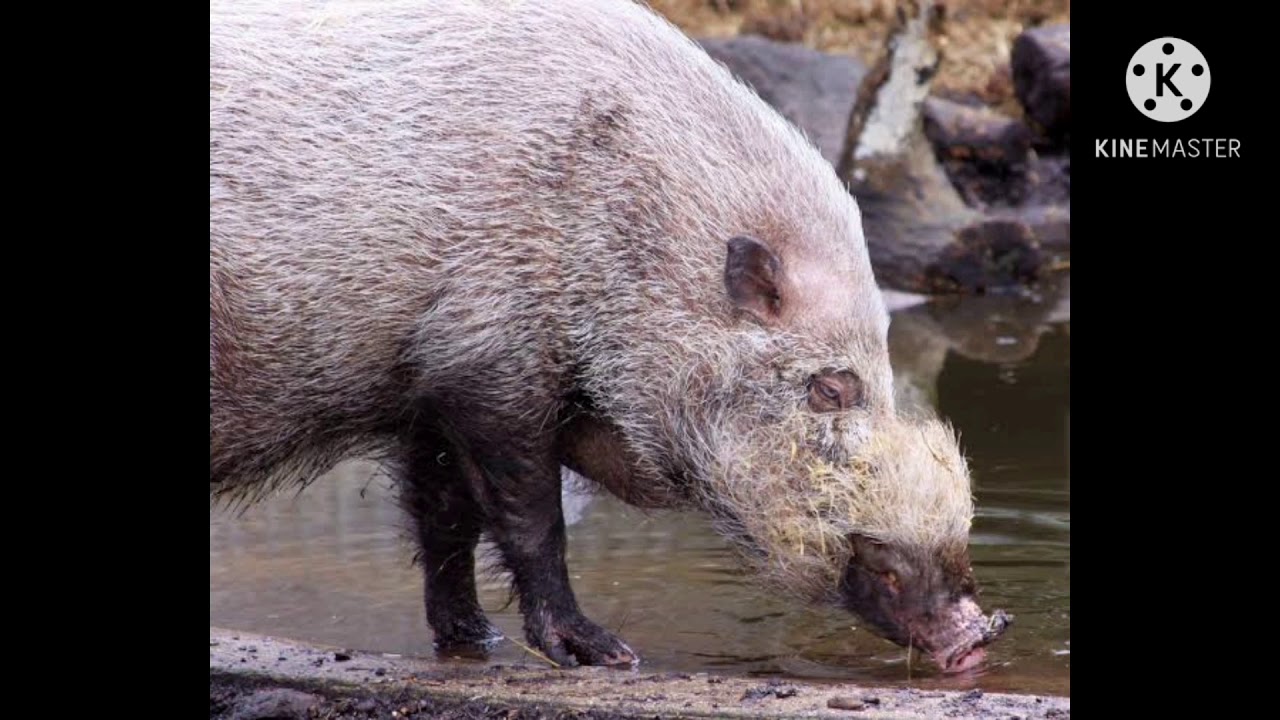 Trivia & Facts / 5 Endemic species, Kakaibang hayop sa Pilipinas lang ...