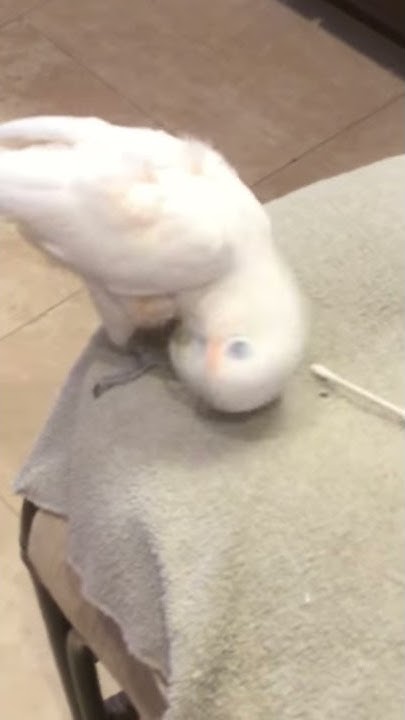 Cockatoo Turbo “mom I have an itch” - YouTube