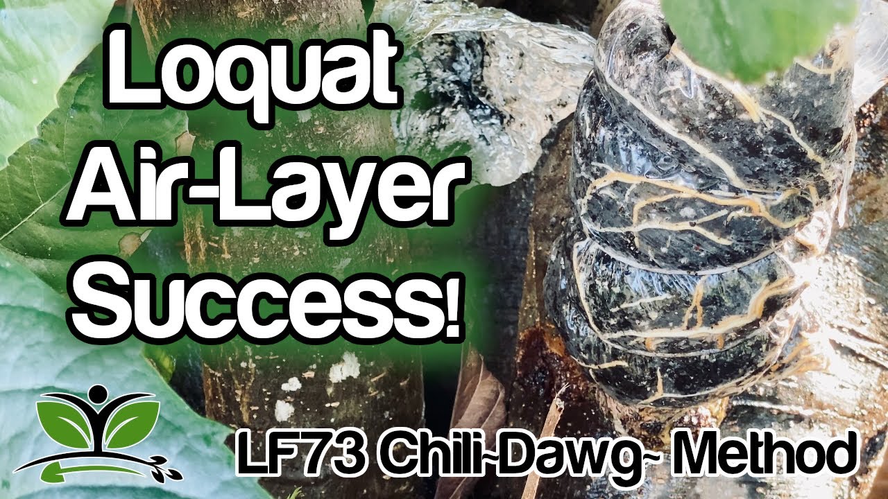 Easiest Air-Layer Method! - LF73 Chili~Dawg Method - YouTube