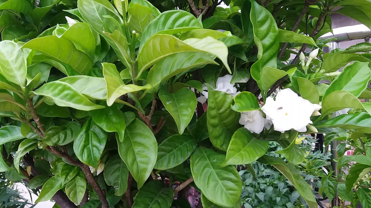 Beautiful CHANDANI Plant Growth And Care Tips - YouTube