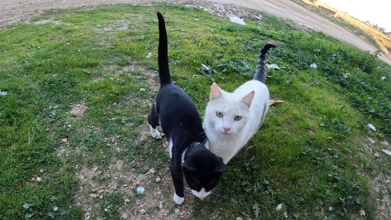 Street Begging Cats Biggest Dream Came True When This Man Stopped for ...