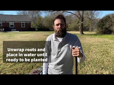 How to Plant a Bare-Root Tree Seedling - YouTube