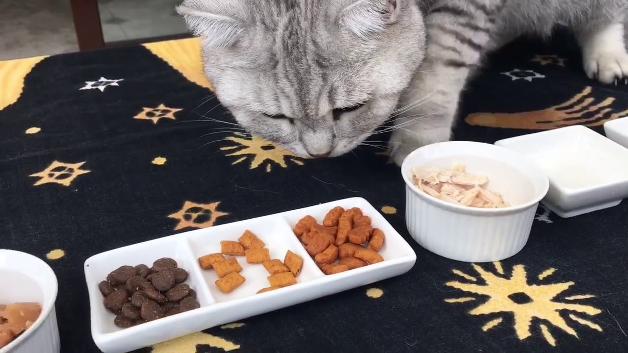 We made a cat buffet! - YouTube