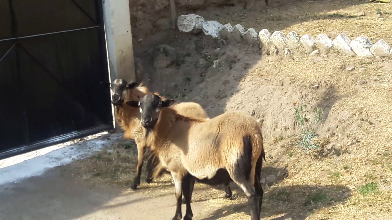 Borregos Black Belly pie de cria/ Grupo Prodes Rural -ovinos - YouTube