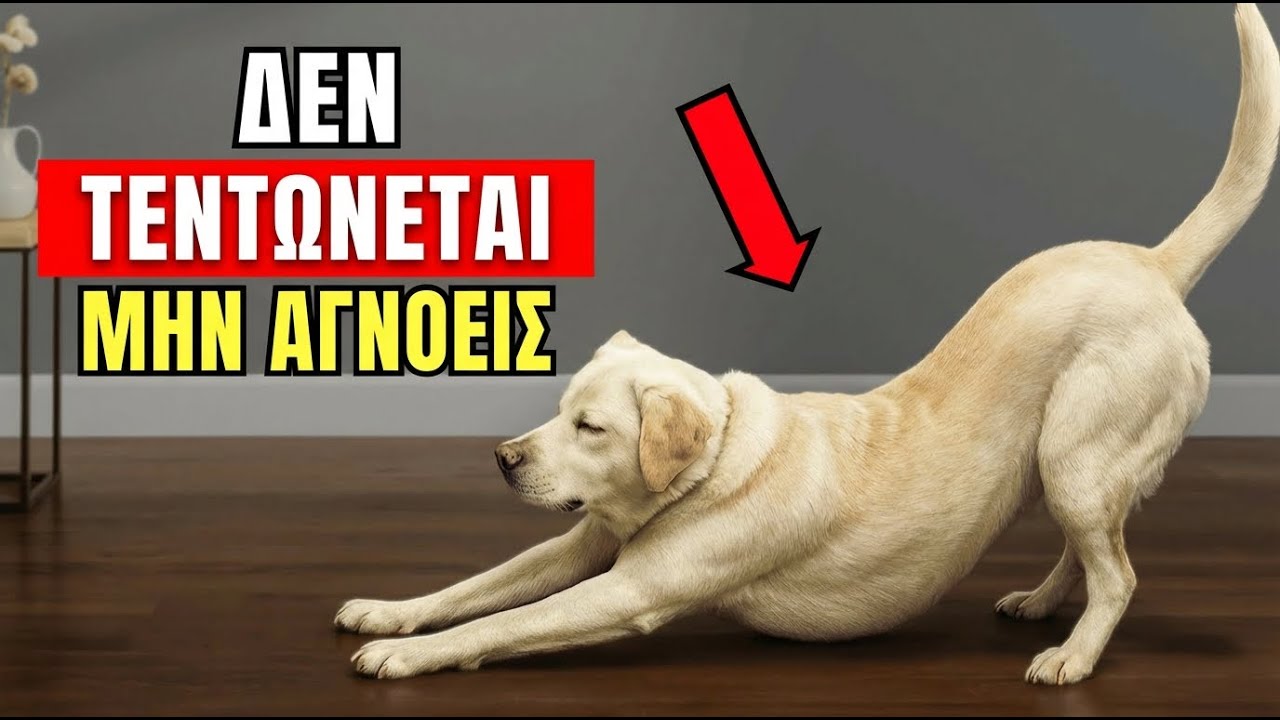 Αν ο σκύλος σου κάνει ΑΥΤΟ μπροστά σου, αυτό είναι που πραγματικά θέλει ...
