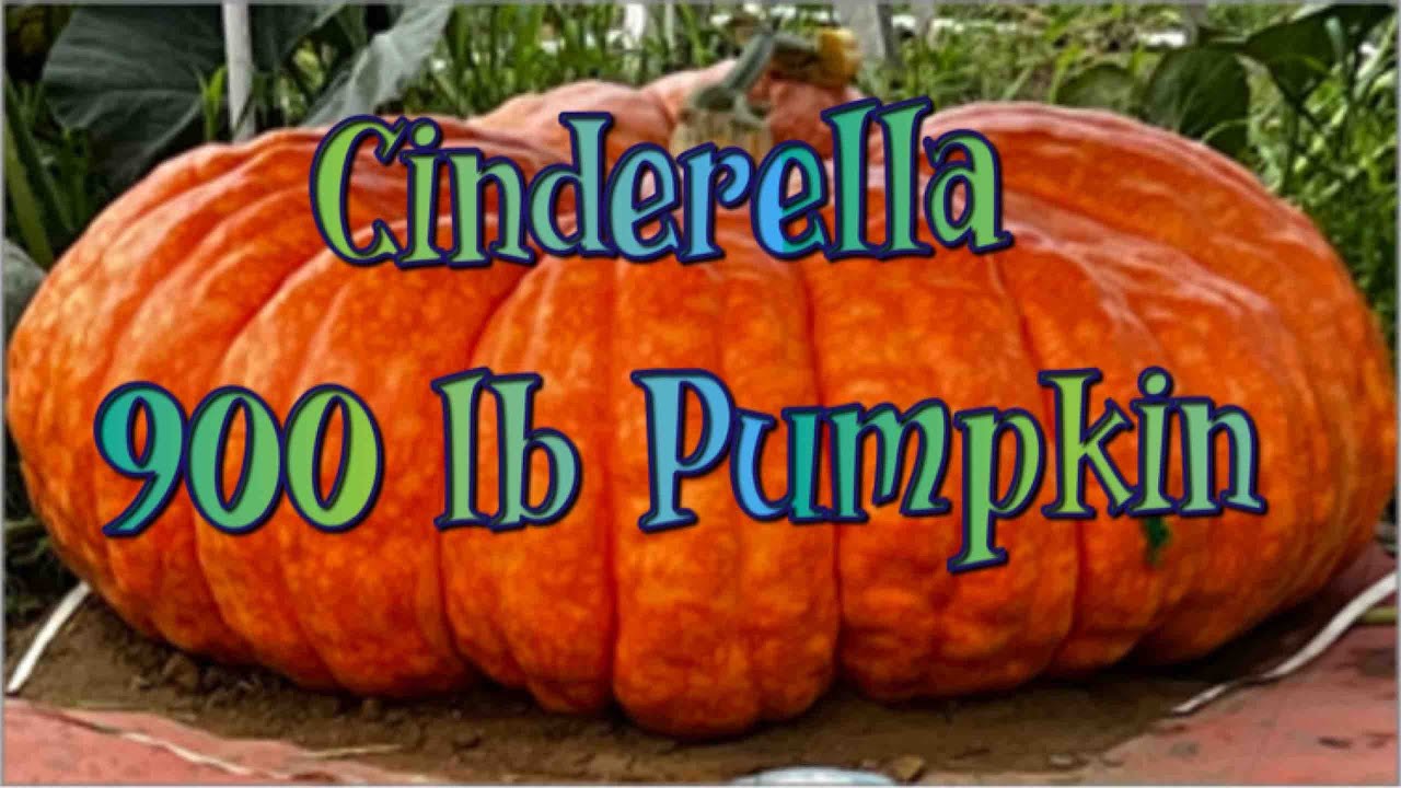 Big Pumpkin Cinderella Garden Tour | How To Not Miss Out on Giant ...