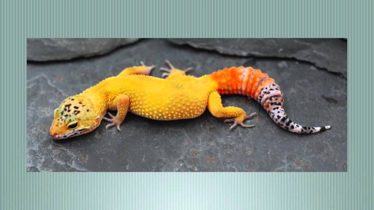 Hypo High Yellow Leopard Gecko