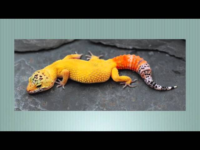 High Yellow Carrot Tail Leopard Gecko