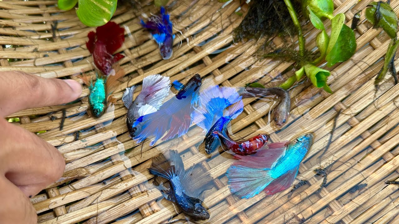 Unbelievable Unique Betta Found From New Place | We So lucky to Found ...