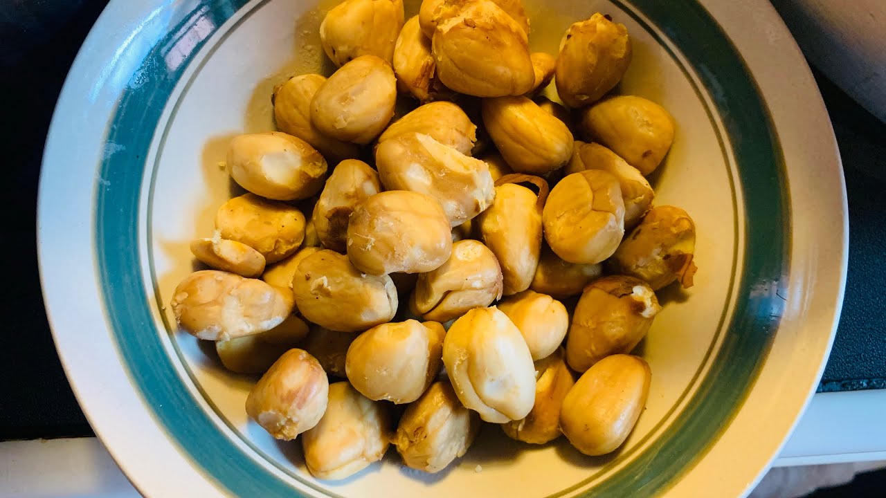 Haitian Labapen -( Chestnut ) - YouTube