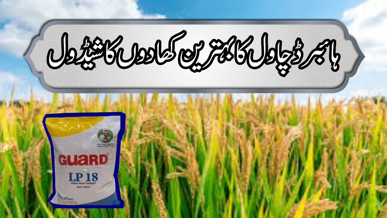 hybrid rice fertilizer plan|fertilizer information for hybrid rice ...