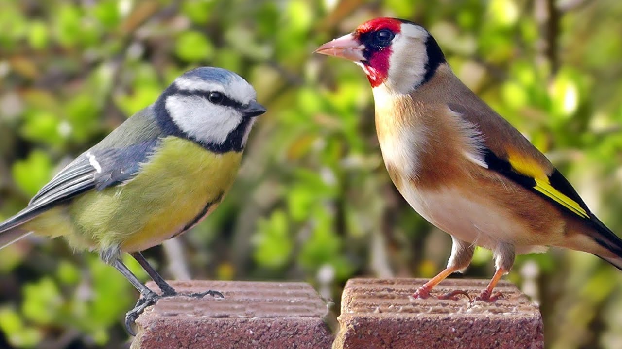 Videos für Katzen - Vögel - Stieglitz, Blaumeise, Gimpel, Rotkehlchen ...