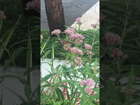 60 Seconds of Butterfly Beauty! 🌸 | Shorts | Nature Videos #shorts