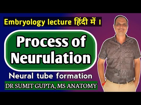 Neurulation embryology | neural tube formation | 3rd week of ...
