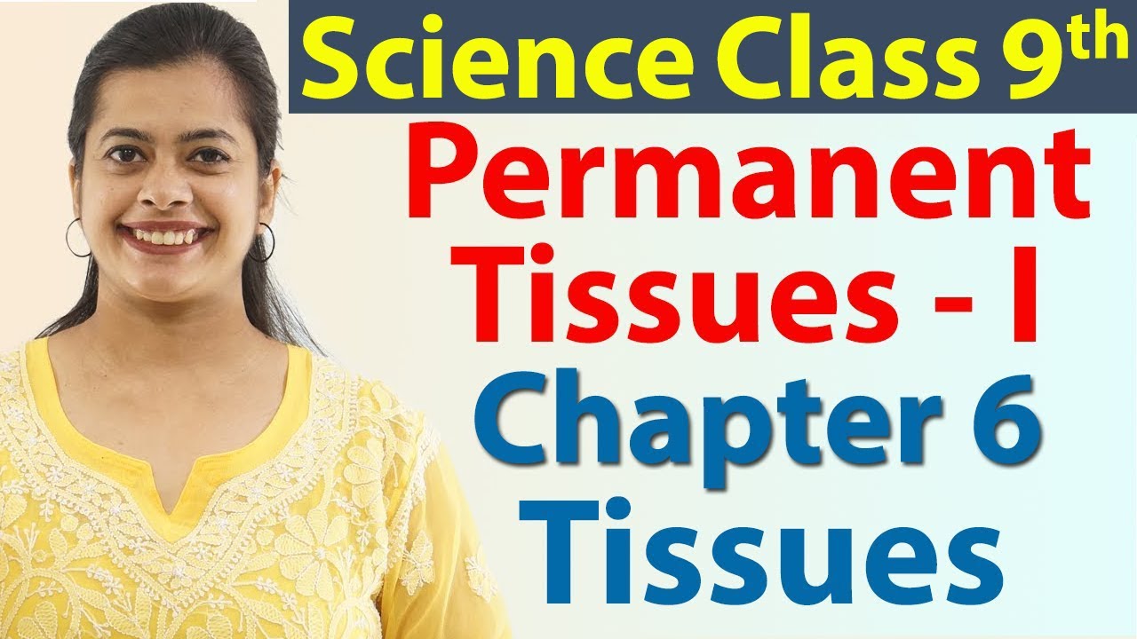 Permanent Tissues - Part I - Plant Tissues - Chapter 6 - Tissues ...