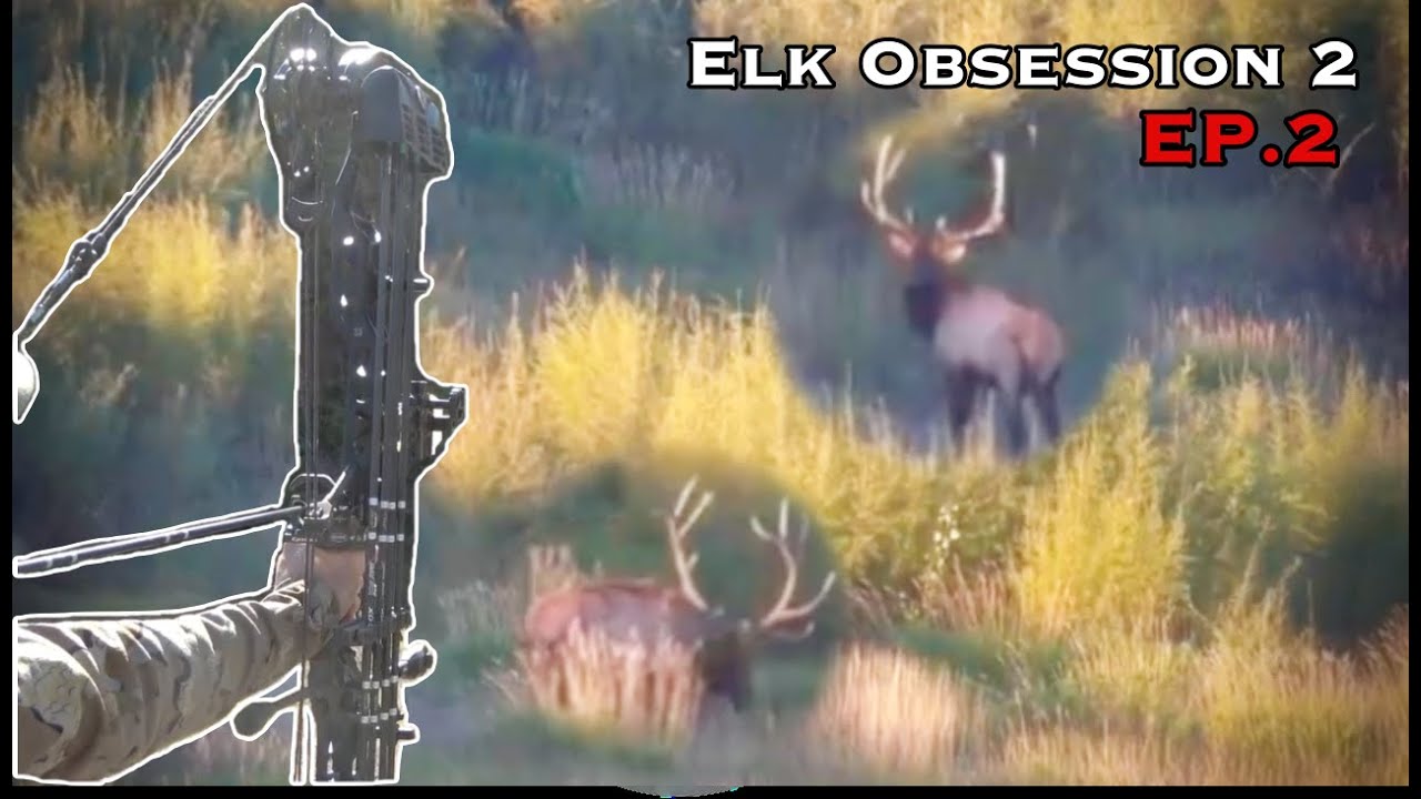 Montana Archery Elk - Raking Bull Turns Into 36 Yard Shot - YouTube