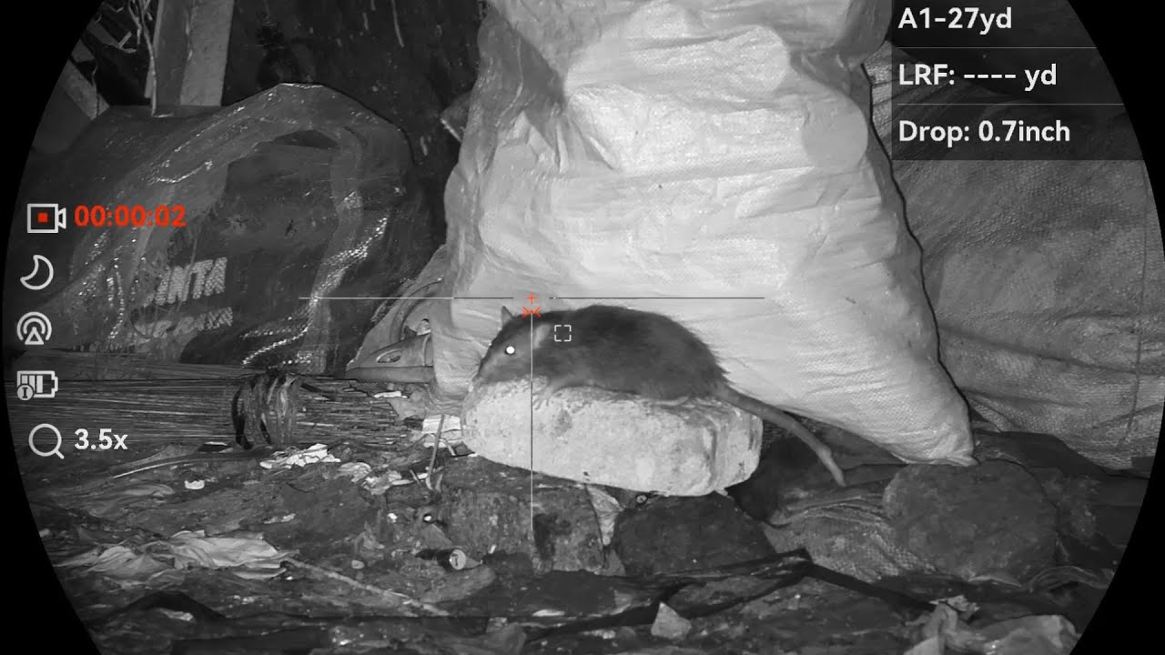 Big Rat Shooting AirGun with Hik Alpex - YouTube