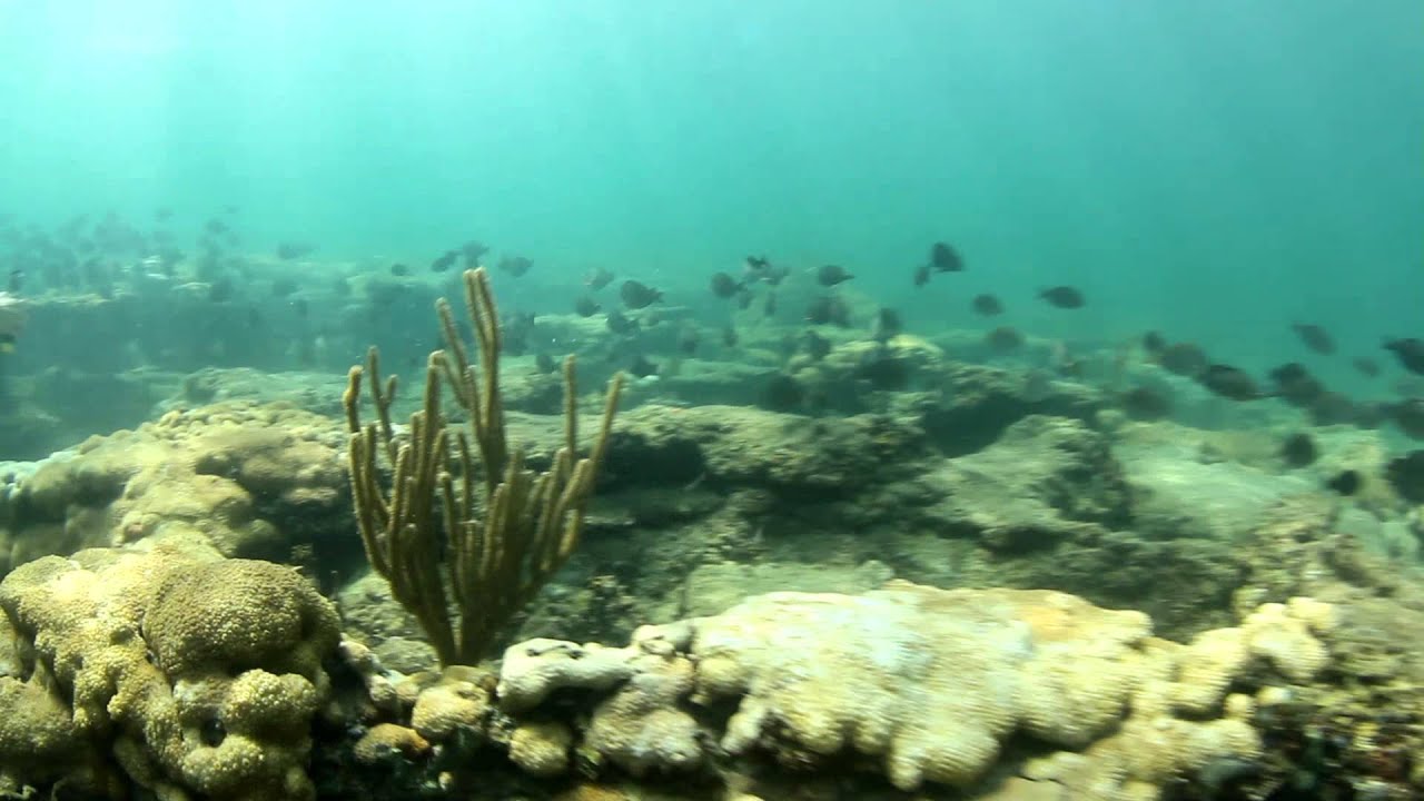 Freediving with this mermaid - YouTube