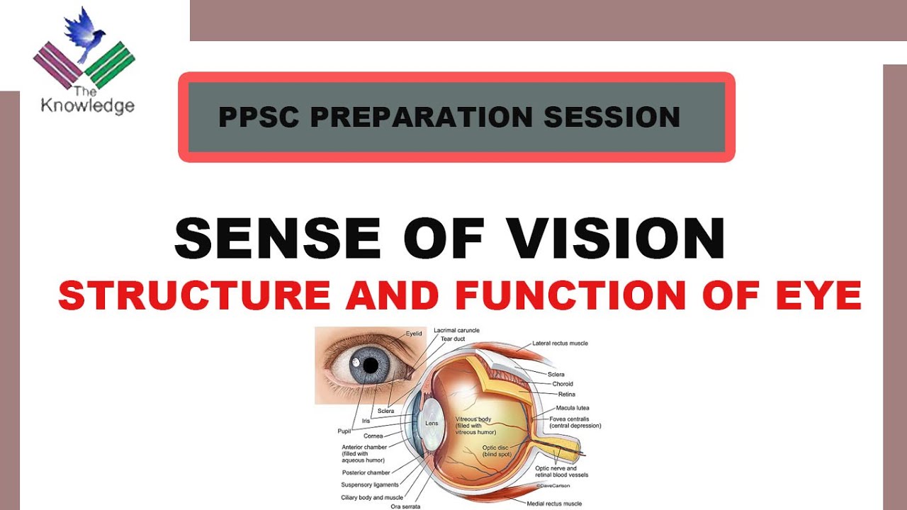 Sense Of Vision And The Structure Of Eye In Urdu Hindi YouTube sense-of-vision-and-the-structure-of-eye-in-urdu-hindi-youtube