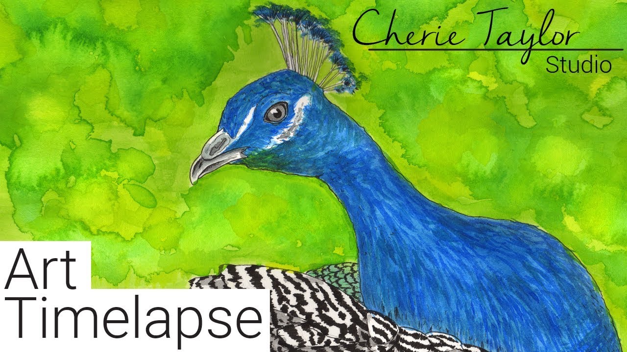 Art Timelapse: Watercolor & Ink Drawing of a Peacock - YouTube