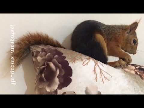 Günün en keyifli anına onu bırak bana bak diyerek turp sıkan Sincap Alf the Pet Squirrel