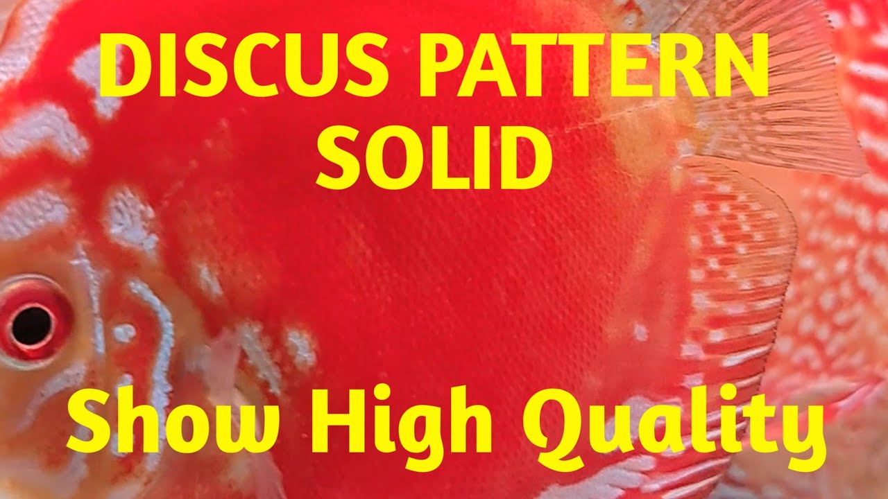 Discus pattern solid, pigeon ckb, pigeon snake, raflesia & albino show ...