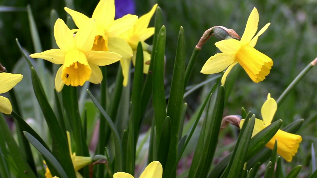 11. Flor Narciso - YouTube