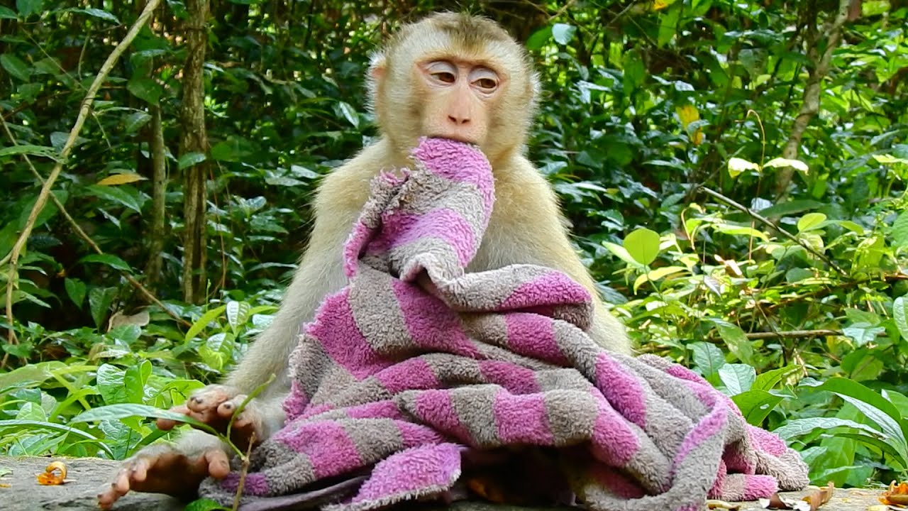 Poor monkey Hero no forget towel while he's very sleepy and maybe he ...