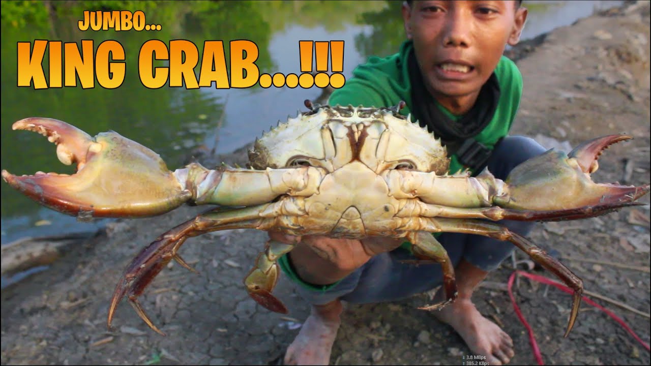Mancing Kepiting Jumbo Super King Crab - Catching Huge King Crab | Kibo ...