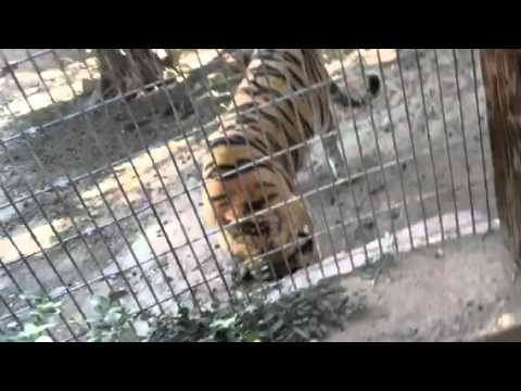 Tiger kills duck at zoo - YouTube