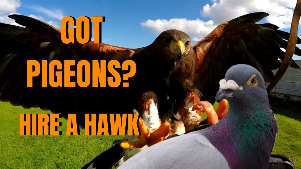 Hawking Pigeons Under the Cover of Darkness - YouTube