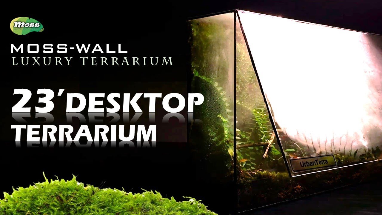 How to make moss terrarium | Moss wall Terrarium Setup & Plant | Build ...