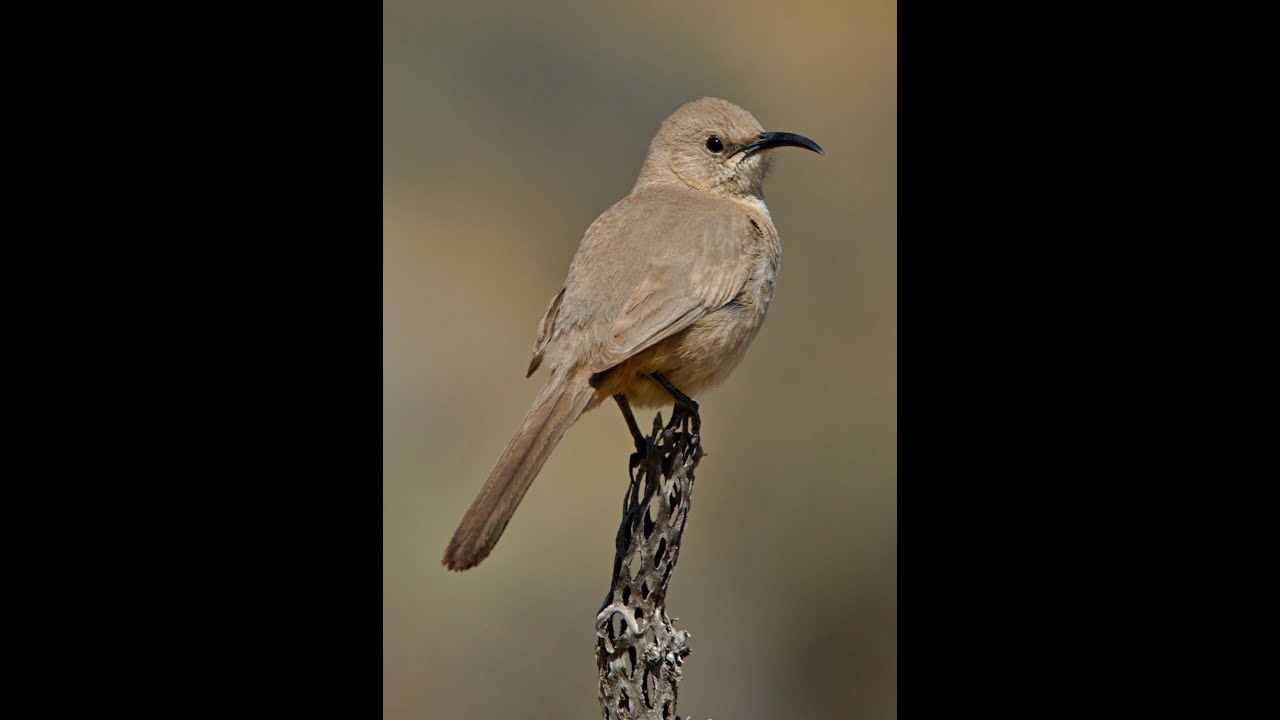 Le Conte's Thrasher bird in the Mojave Desert drinking water - YouTube