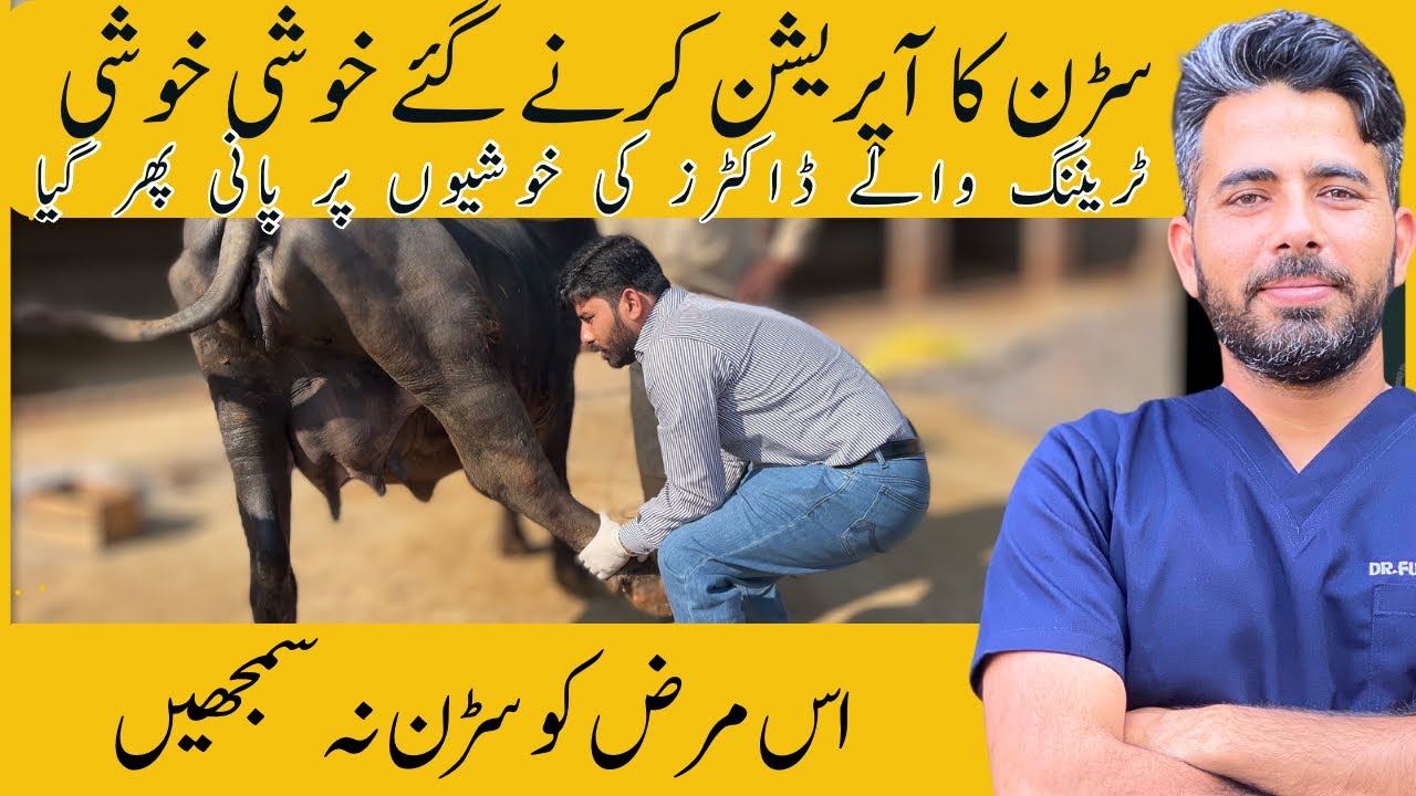 Hip luxation | coxofemoral luxation | hip joint cow | Mpd | Dr Furqan ...